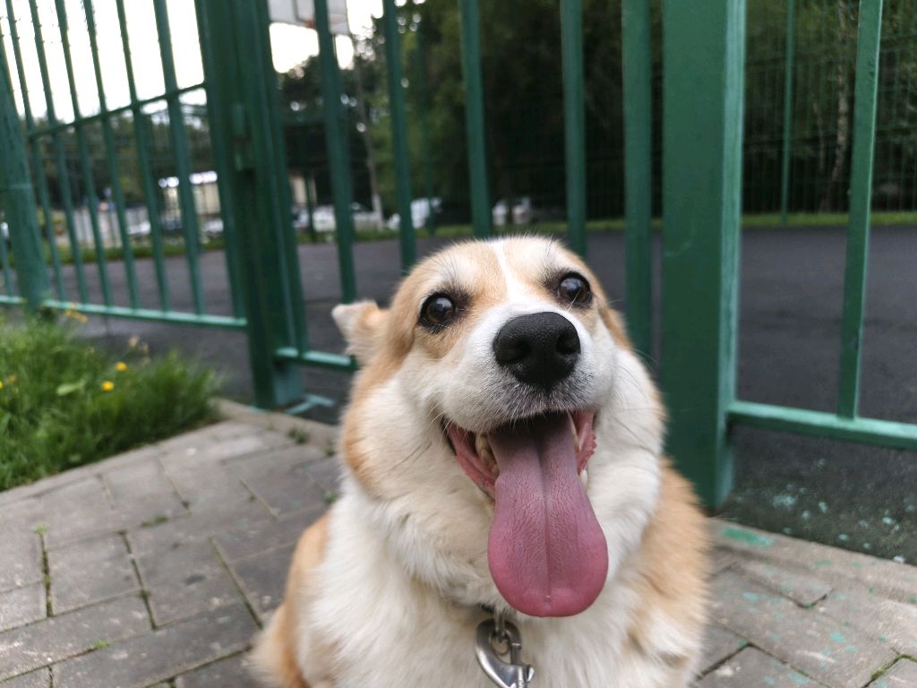 книжная кисена трансляция