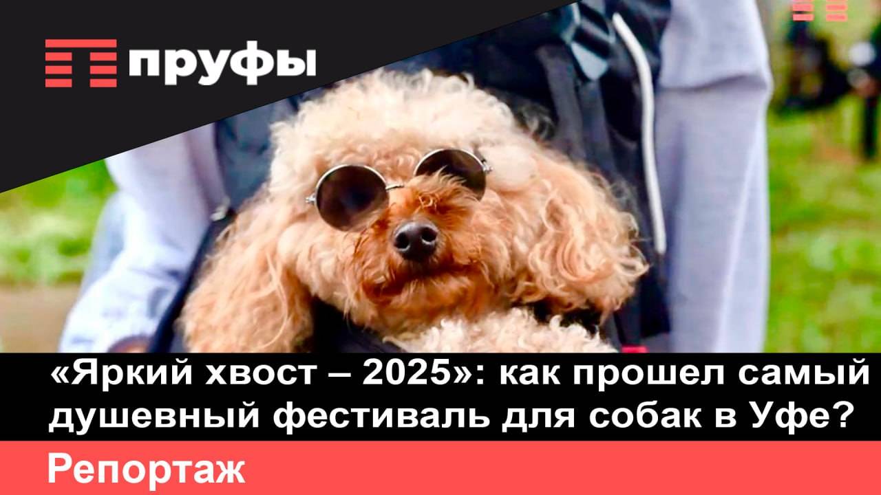 «Яркий хвост – 2025»: как прошел самый душевный фестиваль для собак в Уфе?