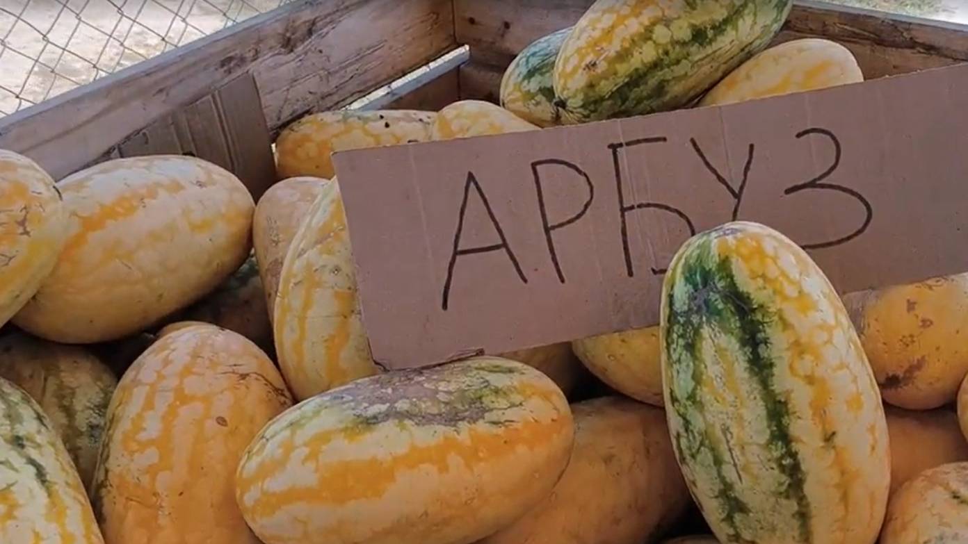 Жёлтый арбуз, знаете, как растёт эта ягода и как выбрать самую вкусную?