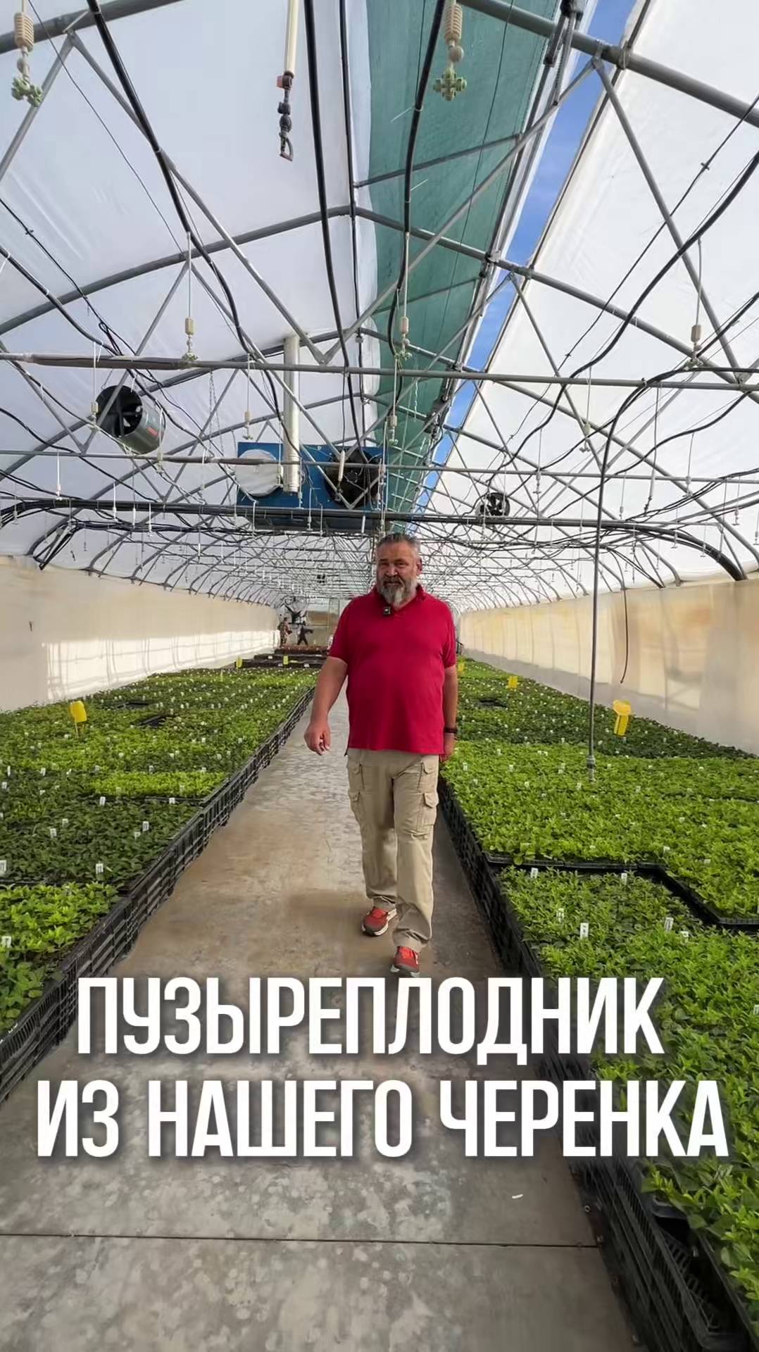 Пузыреплодник из нашего черенка