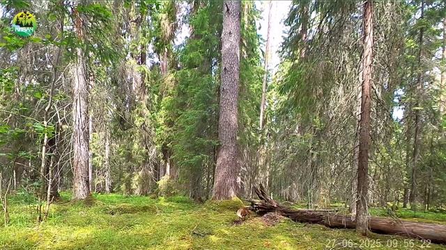 Лисица в заповеднике "Кивач". 27.06.2025