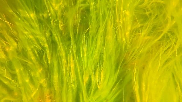 Ягры на велике