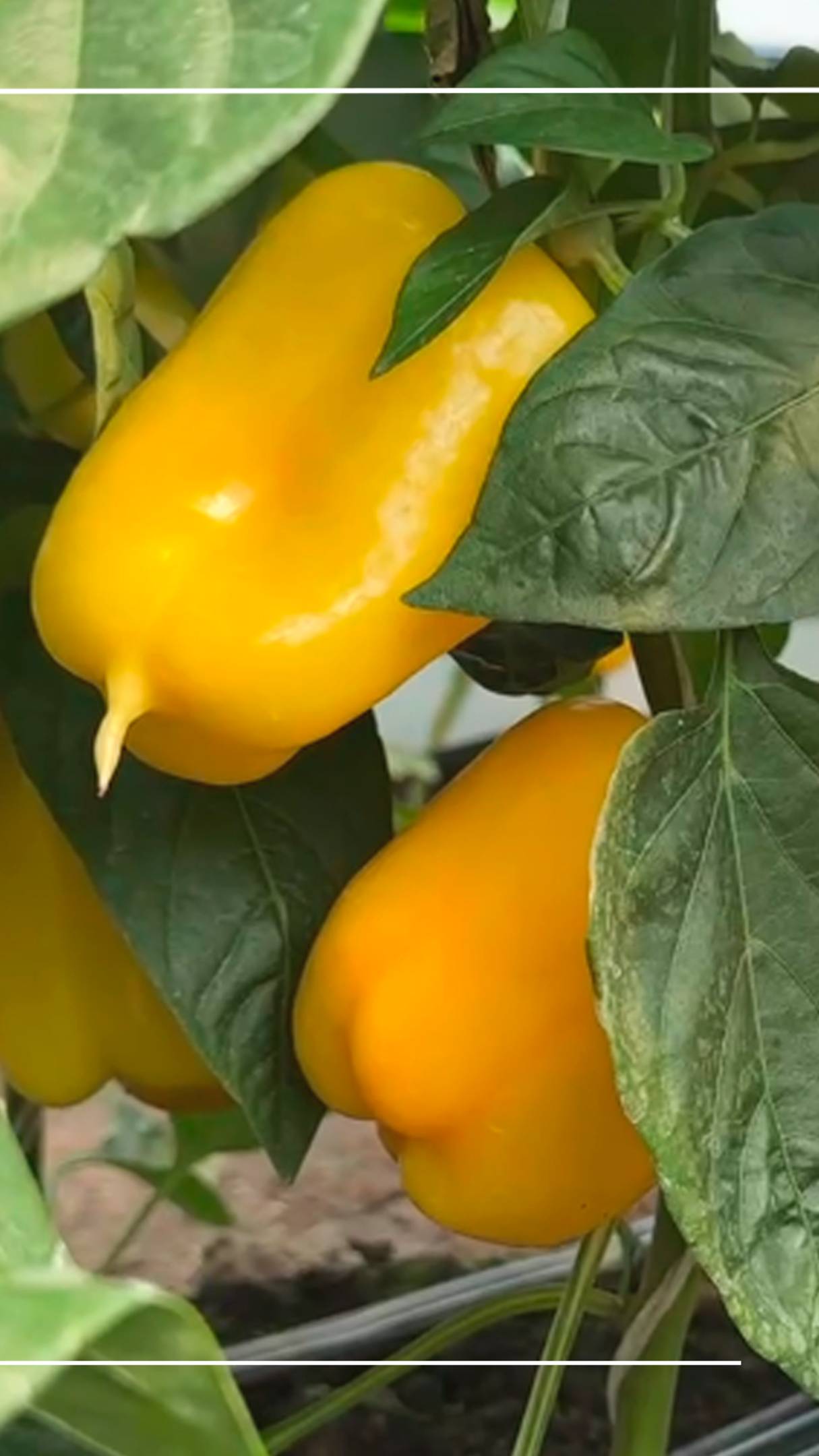 Посадка перцев