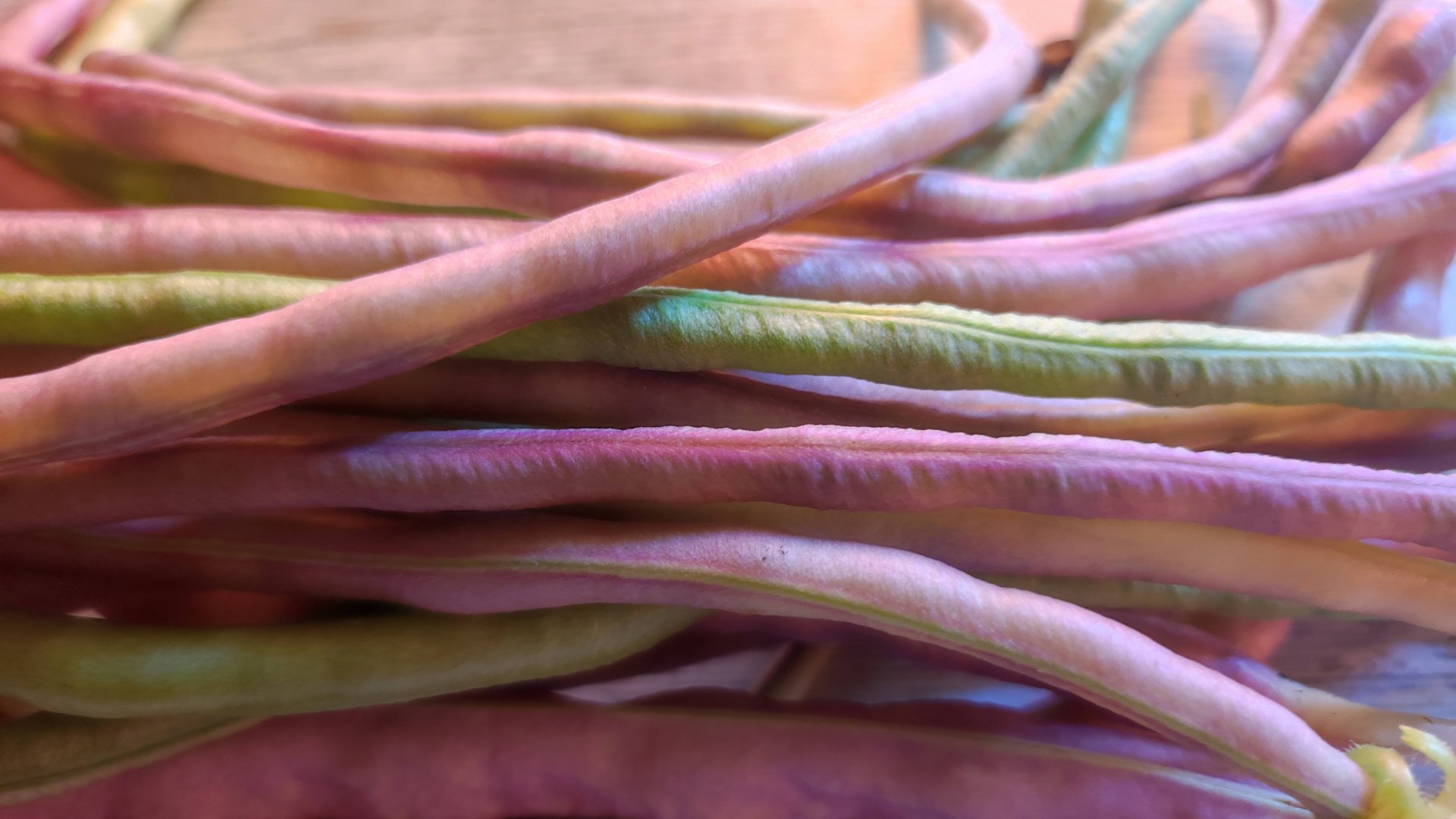 Мой урожай вигны. Какой из сортов более урожайный?