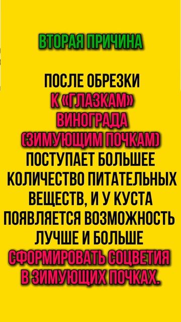 Секрет крупных гроздей винограда