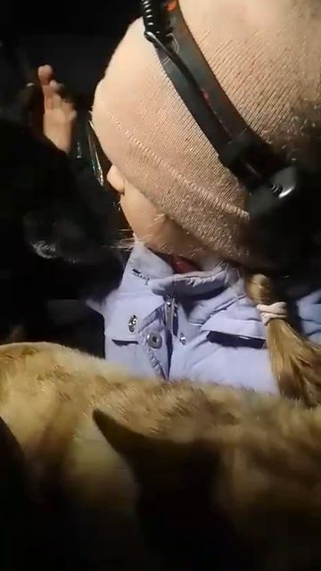 Сотрудники Госавтоинспекции доставили домой девочку с собаками