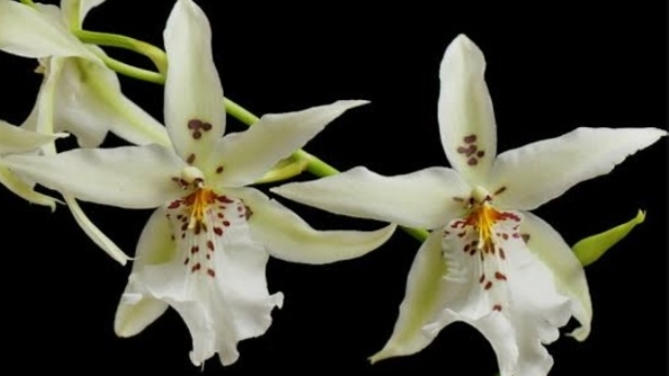 П-18.Ч-5. (продолжение) Degarmoara Winter Wonderland 'White Fairy     Пересадка новыми методами