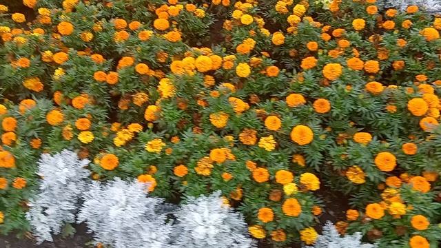 Цветочки в парке 01-08-2025