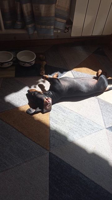 Такса миниатюрная принимает солнечную ванну 🐩 солярий 🌤