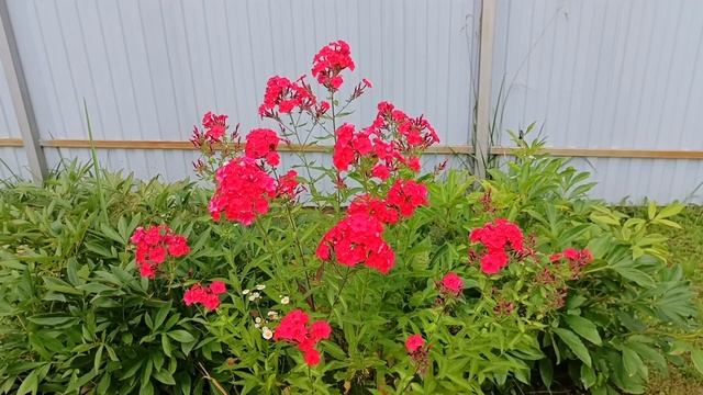 Цветы в саду. 30.07.2025.