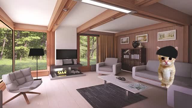 История котика🎥