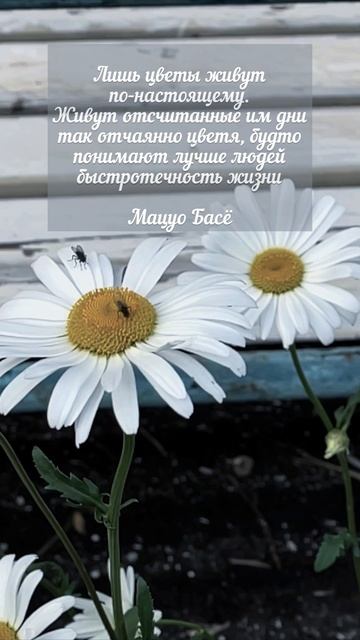 Цитаты о важном (33) #shorts