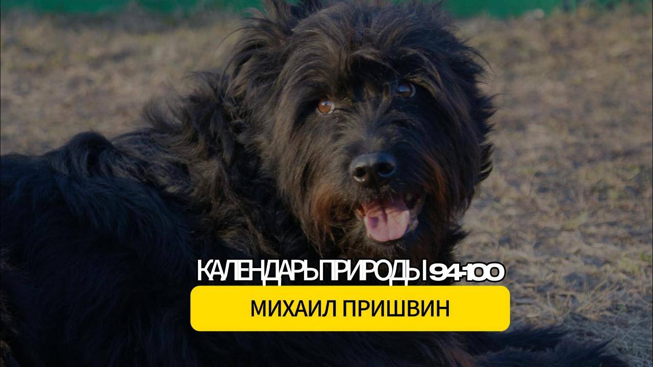 Михаил Пришвин / Календарь природы 94-100 / Аудиокнига / ВЕРНЫЙ / Творческая Находка