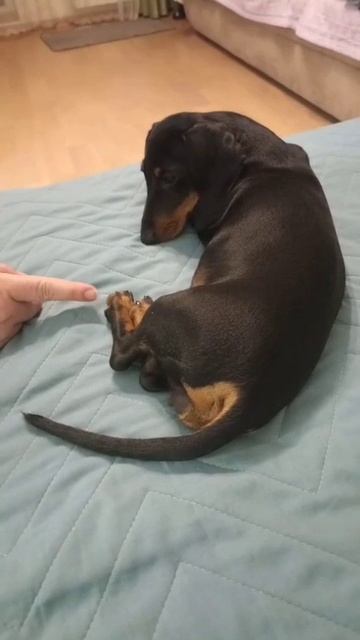 Такса 🐕 на расслабоне 😌
