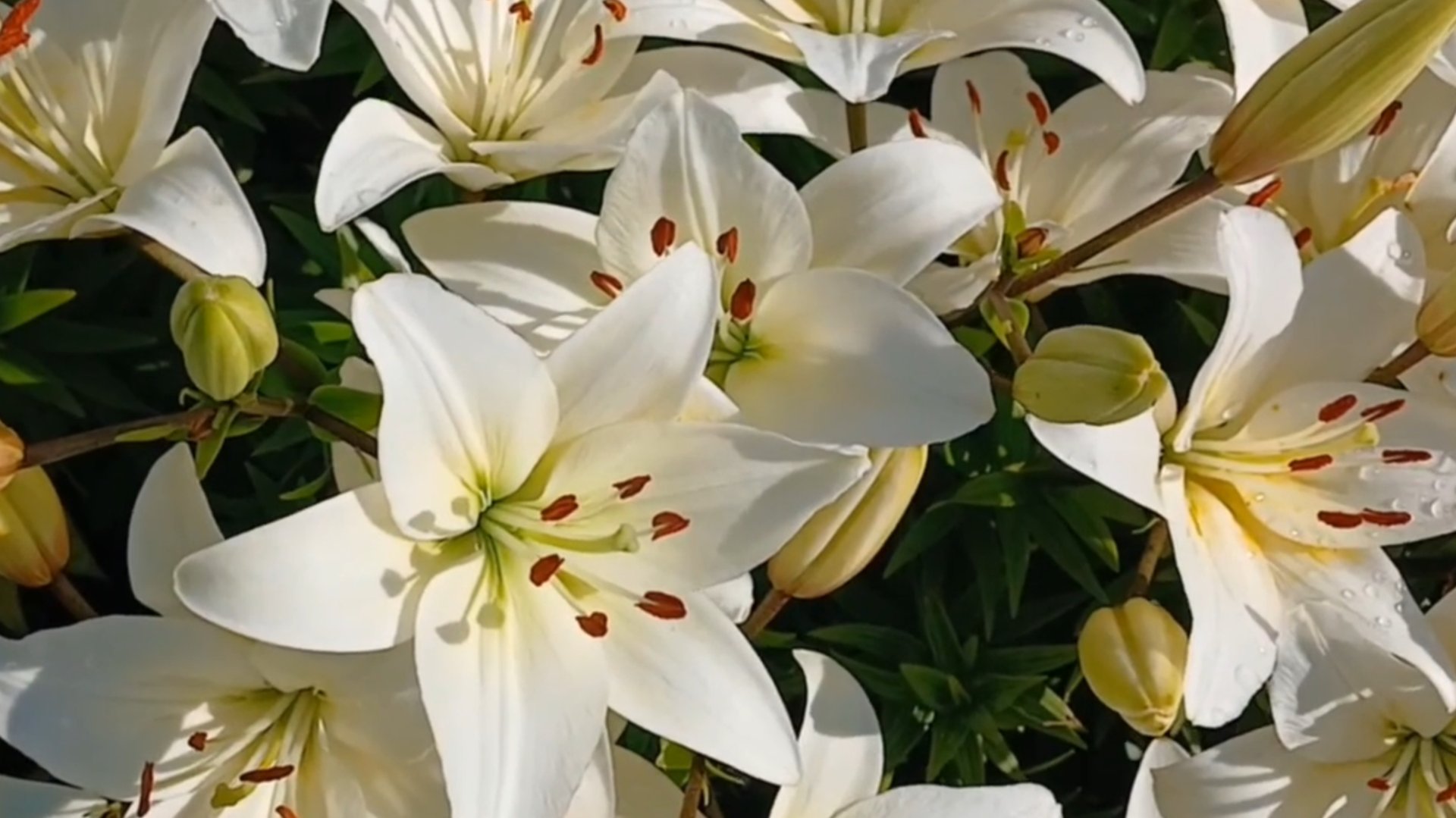 Встречаем август Для настроения