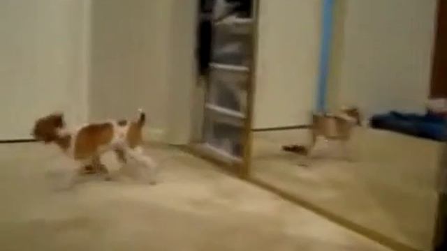 ЩЕНОК НАШОЛ ПОРТАЛ В ЗЕРКАЛЕ))) БЕДОЛАЖКА ОБЧИХАЛСЯ ВЕСЬ