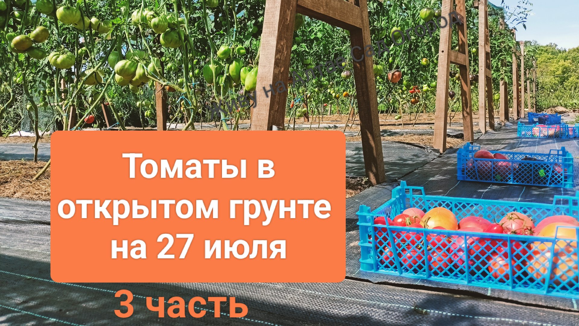 Томаты в открытом грунте на 27 июля. 3часть