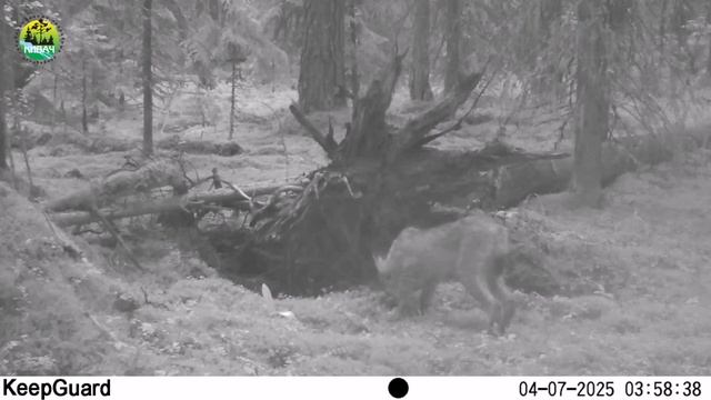 Рысь в заповеднике "Кивач". 04.07.2025