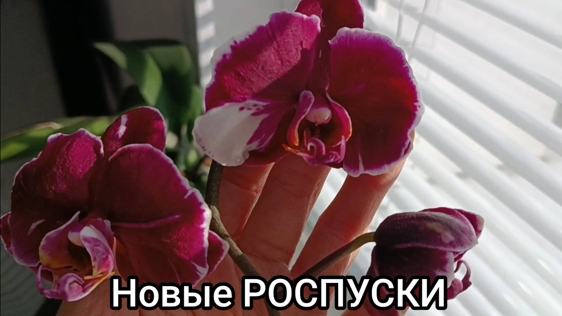 Купаю ОРХИДЕИ 💦 Красивые КАСКАДЫ орхидей 🌸 #орхидеи