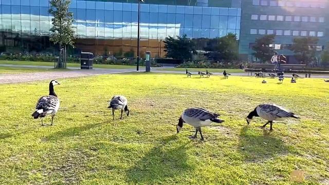 Финляндия, Хельсинки, Тёёлёнлахтинский парк, Тёёлё, Квалити Тур