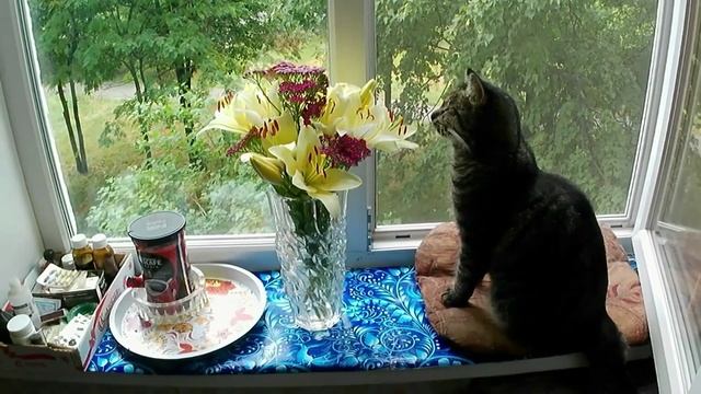 Звёздный Барсик