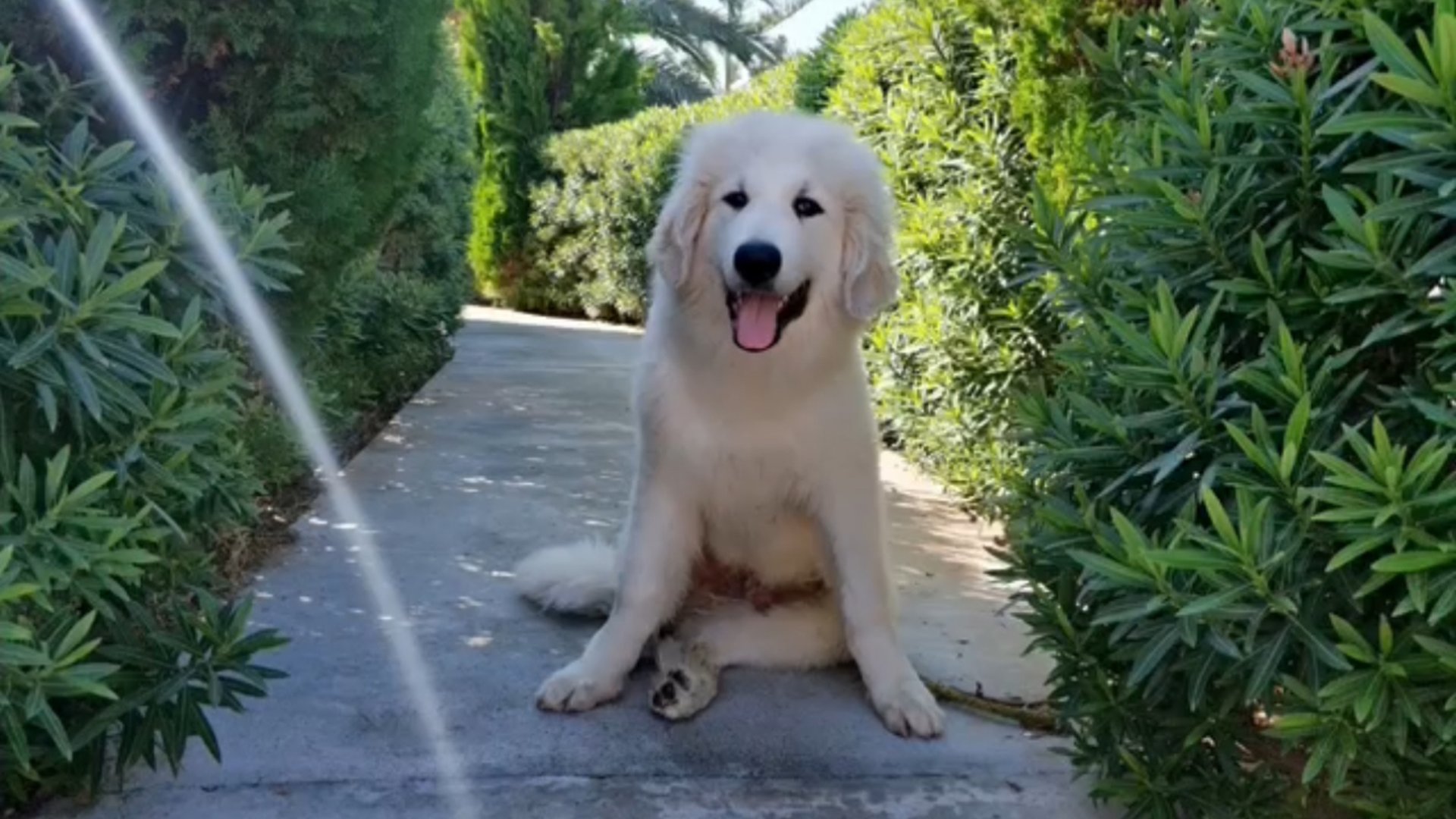 Песня про собаку. Слова и музыка Анастасии Царевой