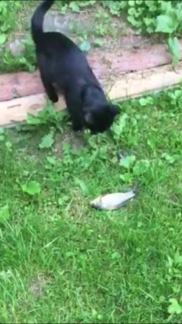 Кот-рыболов