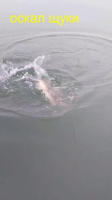 Рыбалка на бычка. Поклевка бычка.