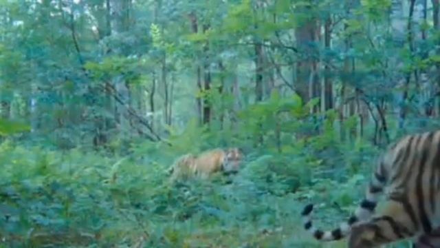 Амурский тигр