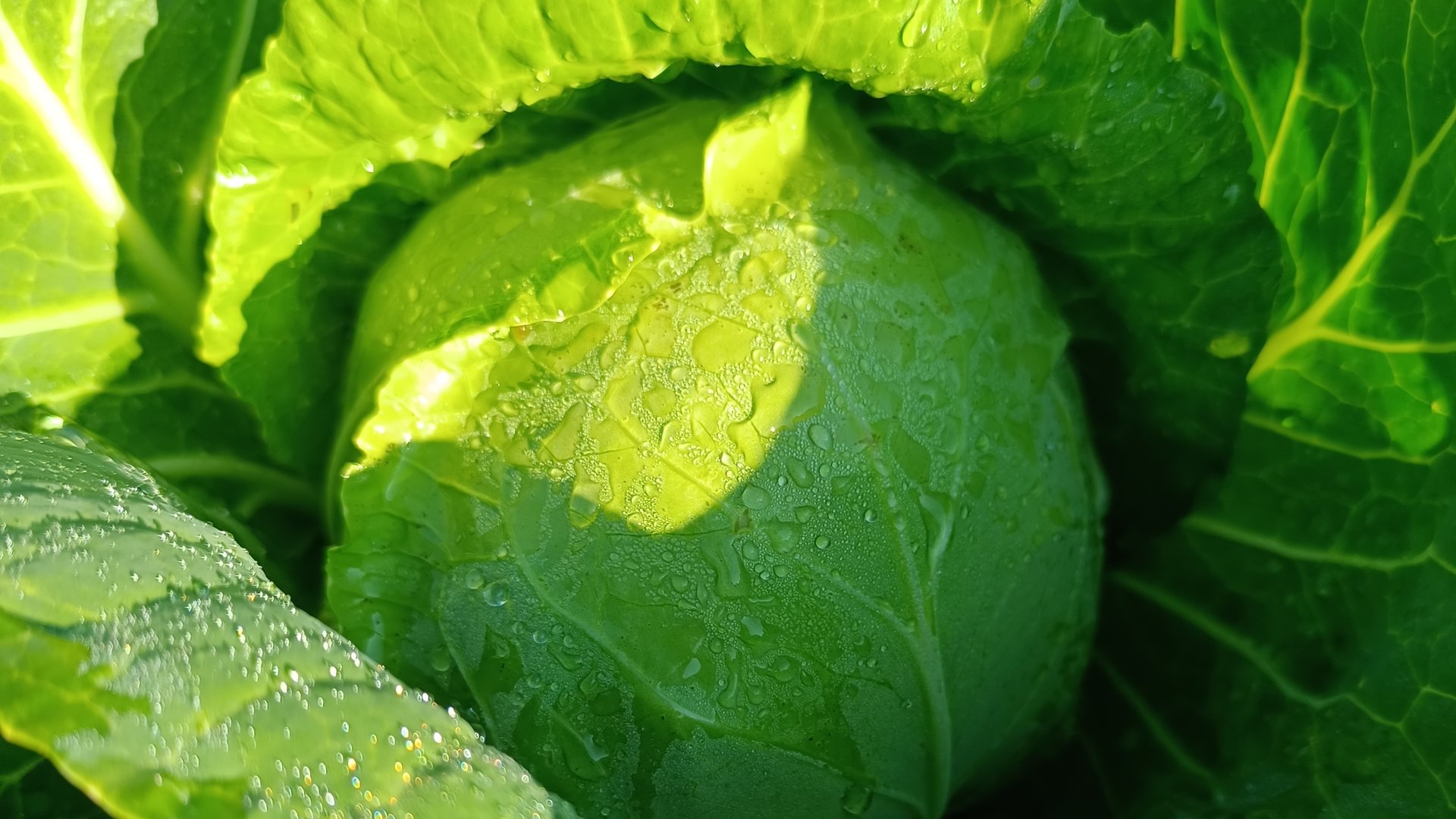 Что есть в моем каталоге. Саяногорск Хакасия