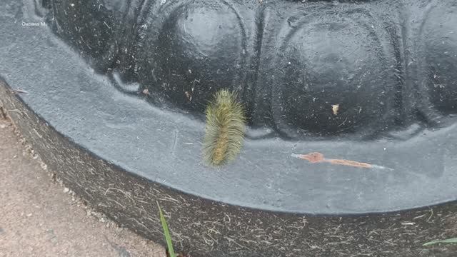 Гусеничка ползёт по своим делам)).mp4