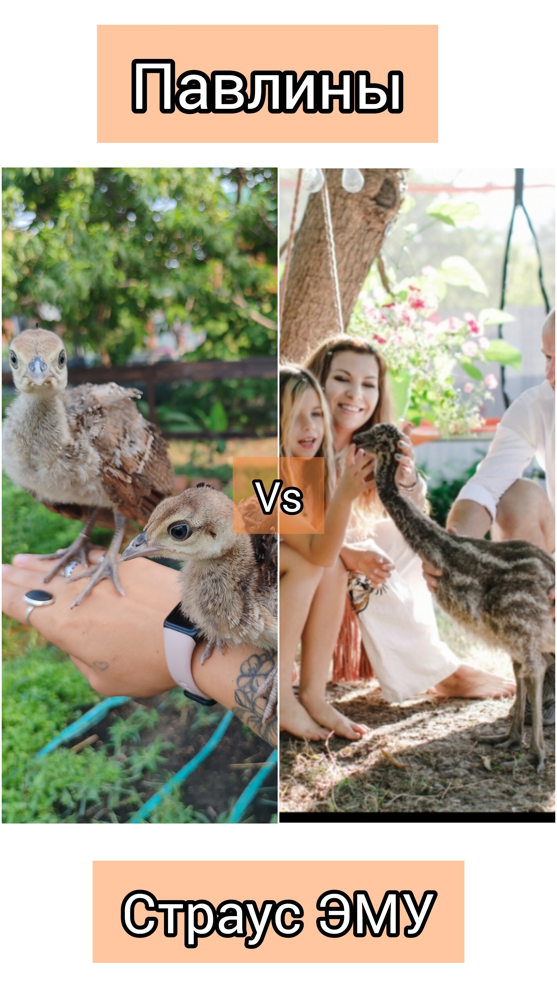 Страус купается в пруду, павлины бегают за Эмили, что здесь происходит?!) 😱 #животные #питомцы