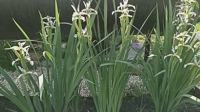 Ирис "Спуриа"