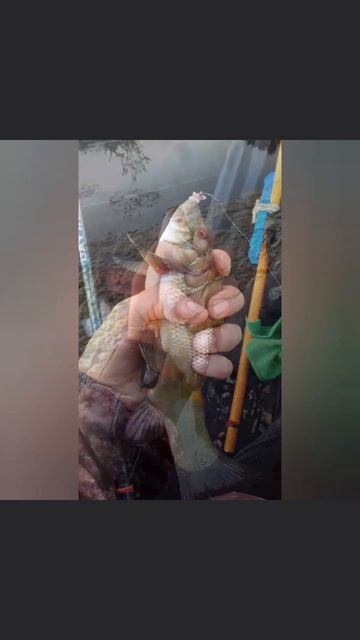 Начала отпуска. День 1-ый. Сегодня с утра порыбачил на небольшом озере👍