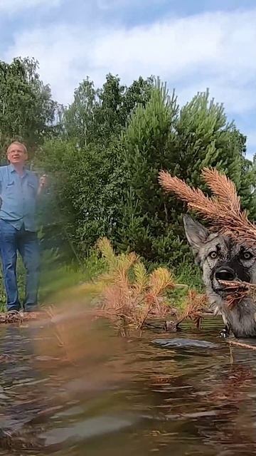 Собака в воде #shorts #russia #россия #сибирь #лето2021