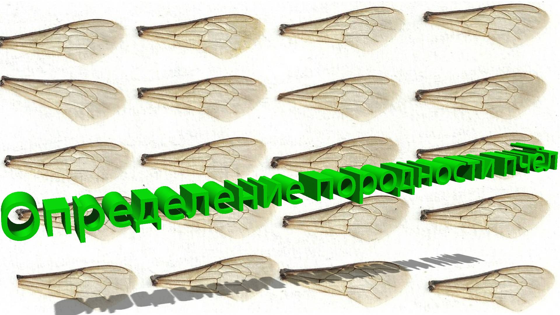 Как определить породу пчёл? Практическое руководство от Генриха Дмитриевича Елфимова