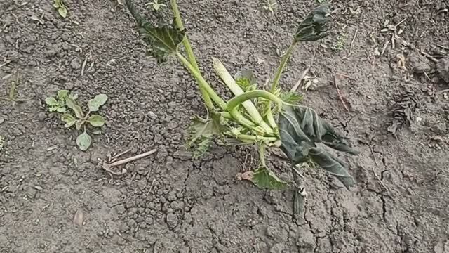 Заморозки в июне в Омске