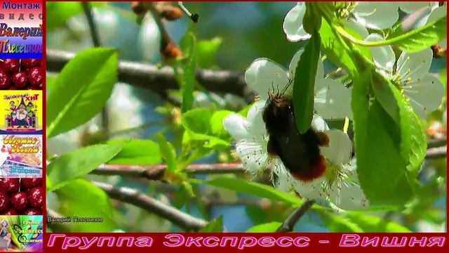 Гр.Экспресс - Вишня