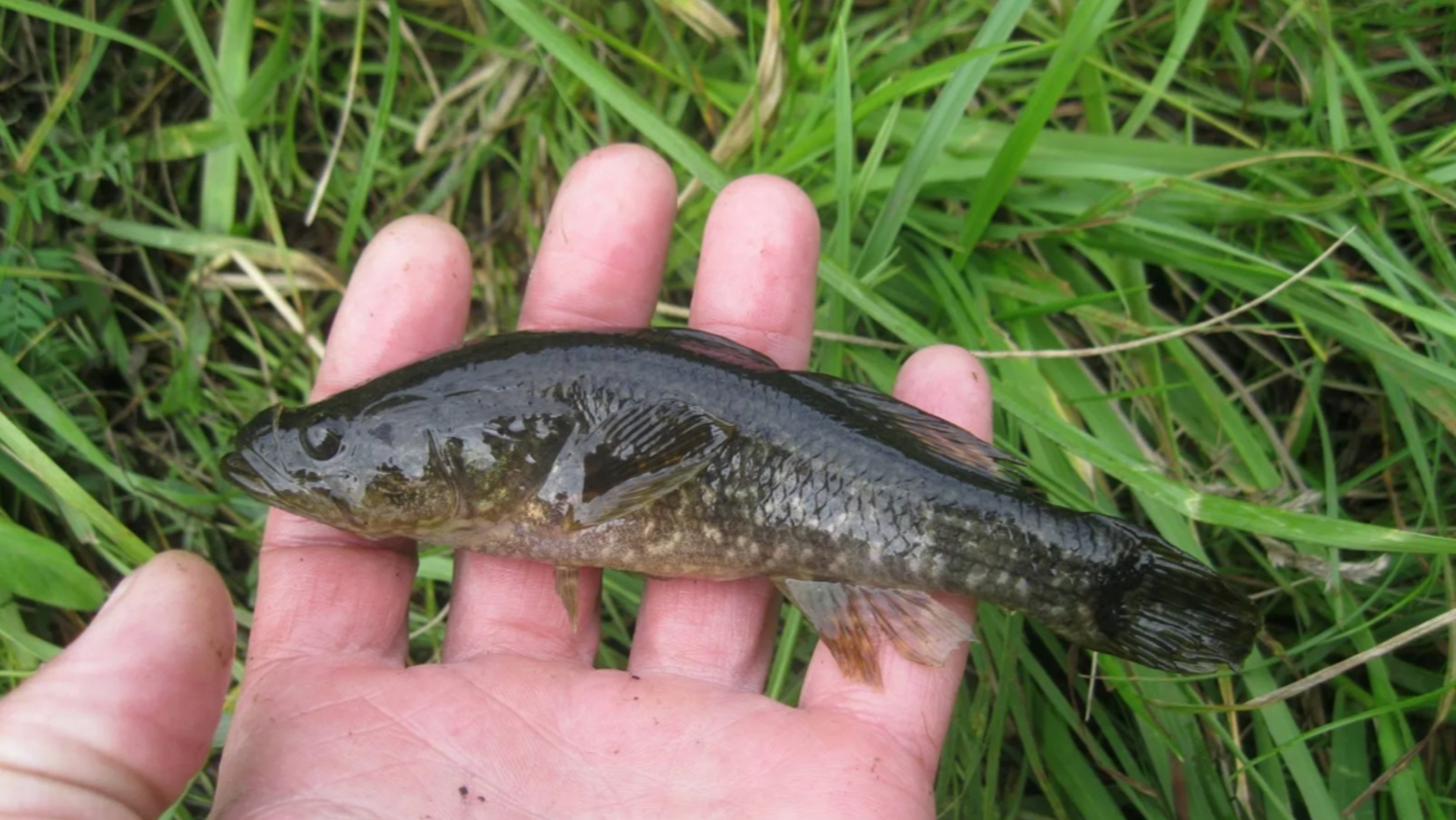 Начинающий рыбак | Тянет ротанов одного за другим