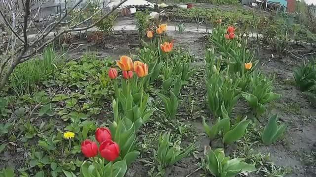 Тюльпаны на моей даче