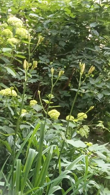 Радио, Незнайка и Гортензия