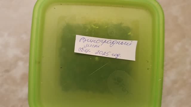 Виноградный лист. Ферментирую листья на чай. Чай своими руками