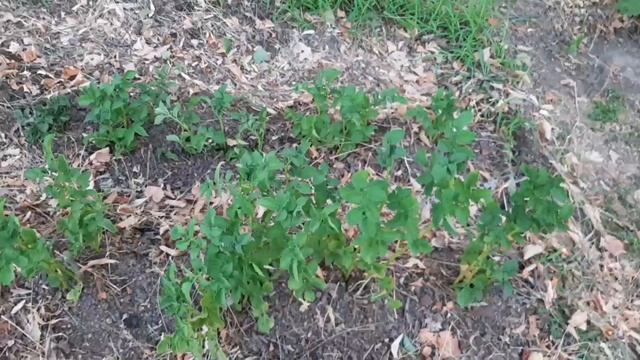 Продолжение эксперимента с картофелем. Часть третья.