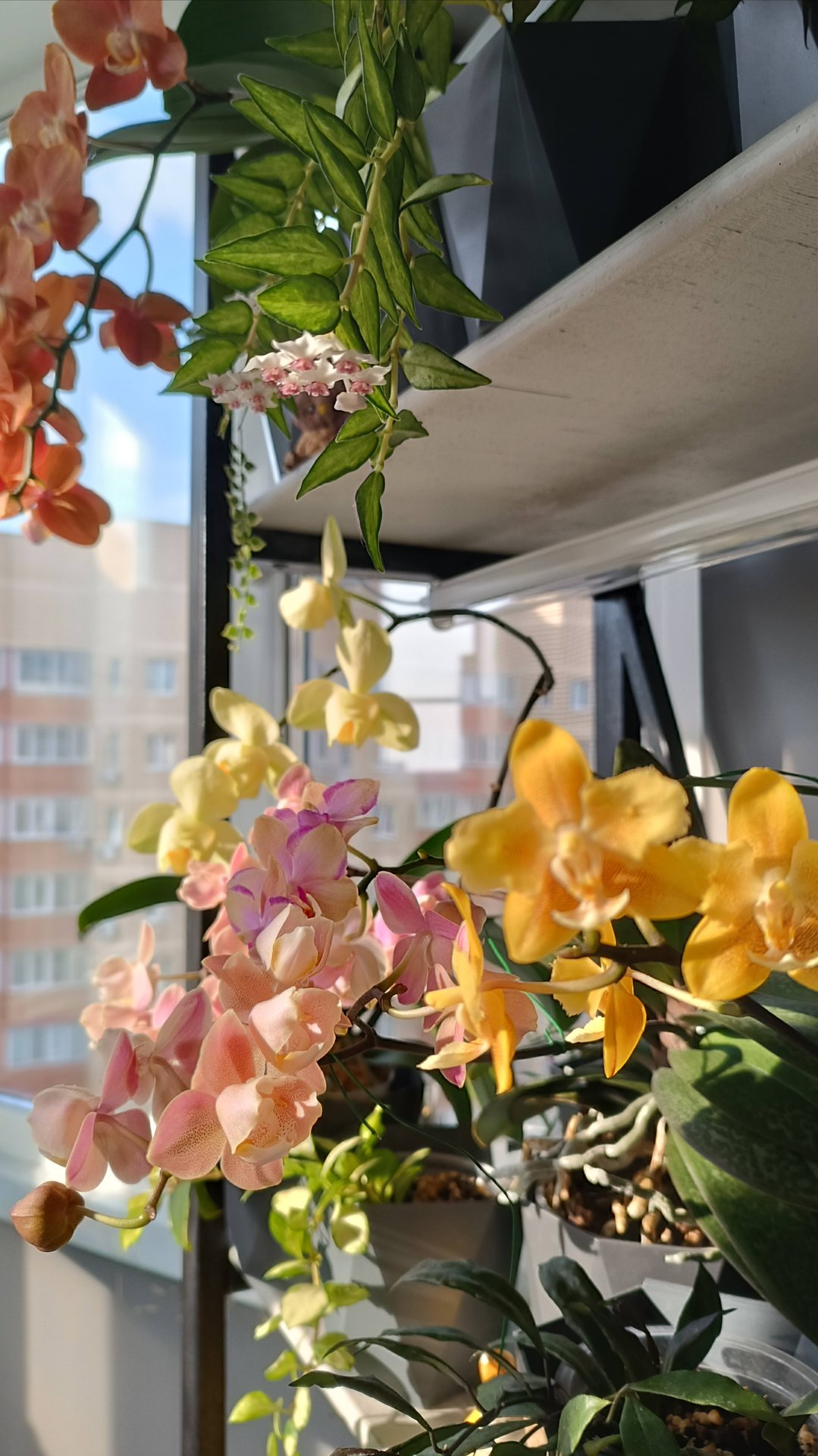 Райский уголок с орхидеями ❤️ #орхидеи