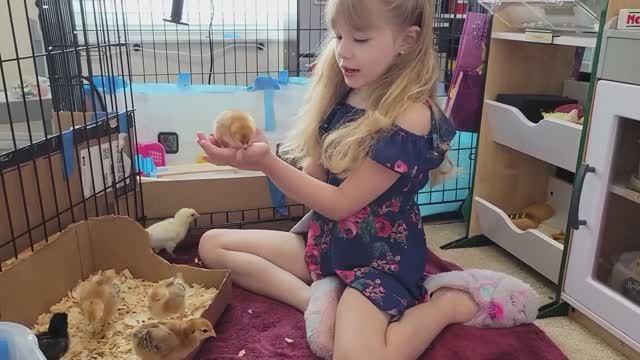 Цыплятам исполнилось 8 дней.)