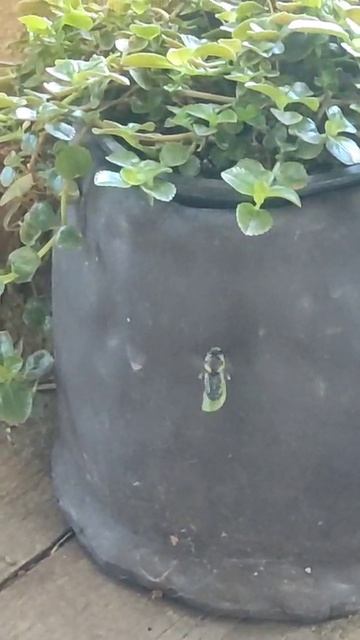 пчела листорез в работе