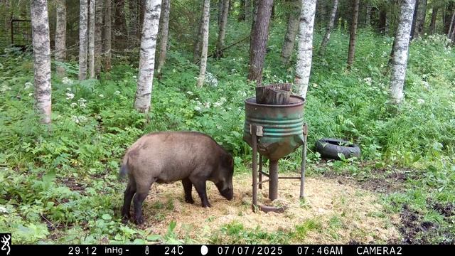 Browning Spec Ops Elite HP4 #24 \ Кабаны на кормушке