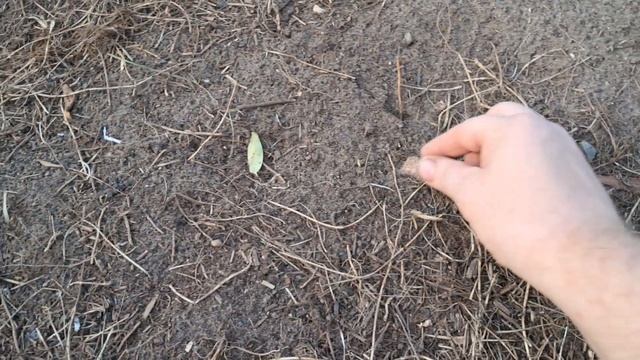 Увядание картофеля, Разочарование в сидерации