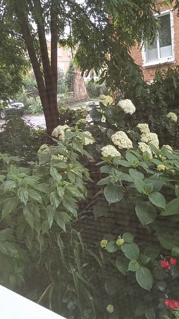 Цветы в палисаднике