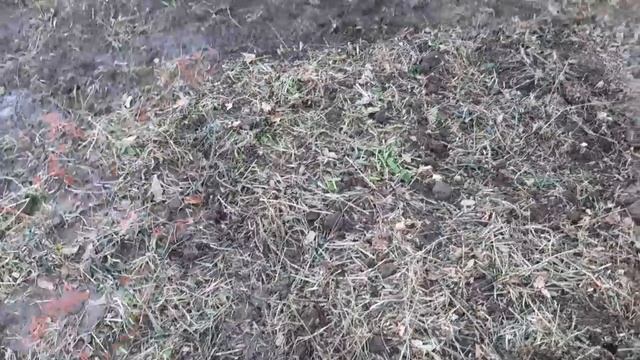 Начинаем эксперимент с картофелем. Часть первая.